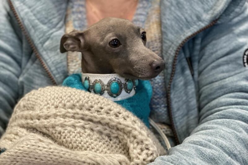 Onze honden en nesten – Kennel d'Amby Bambi